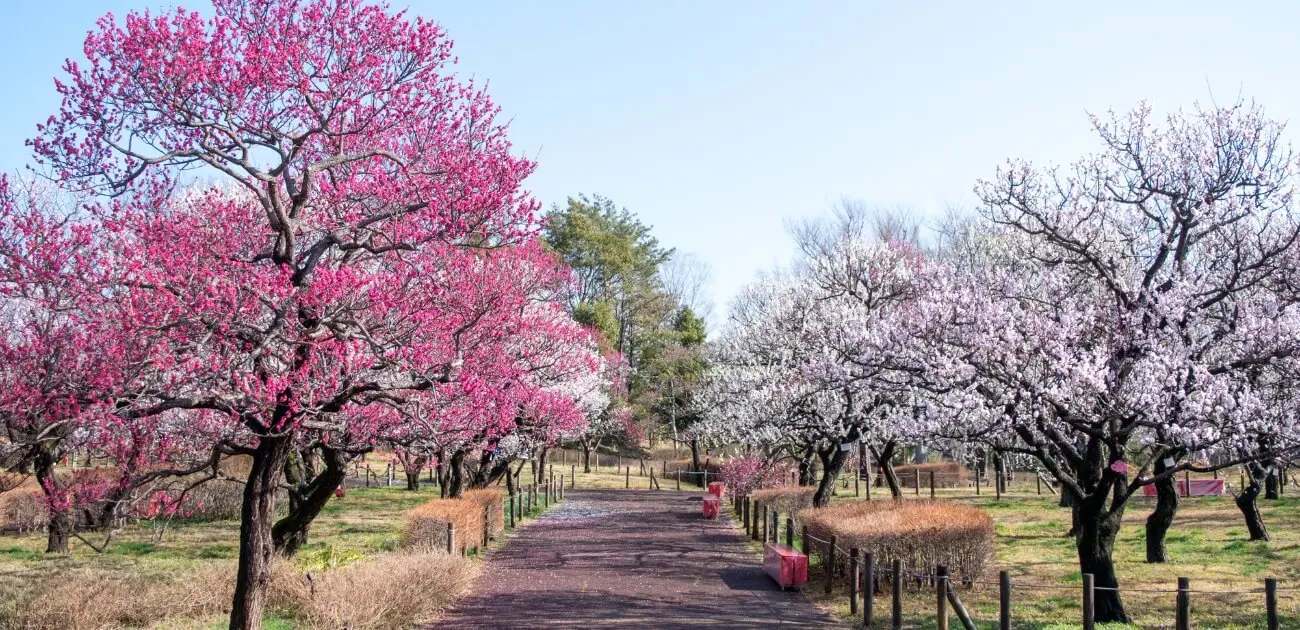 Fuchu (Tokyo) | GOOD LUCK TRIP