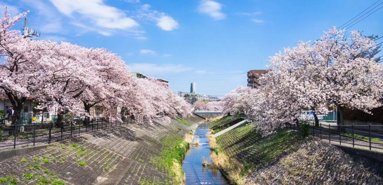 Tama Travel Guide. | GOOD LUCK TRIP